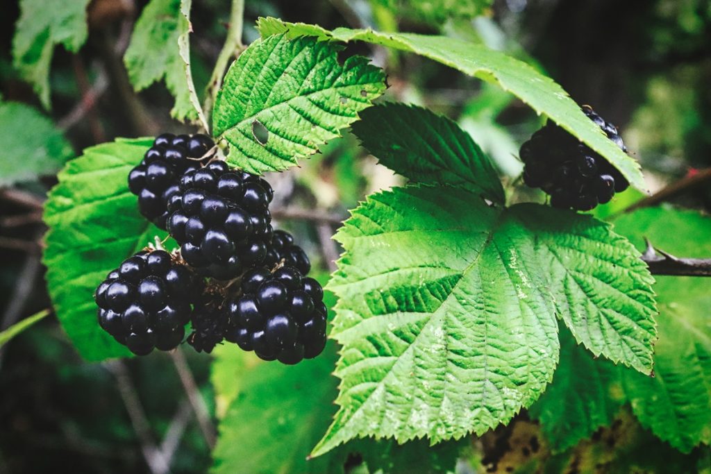 Az igazi antioxidáns-bomba: szeder | Well&fit